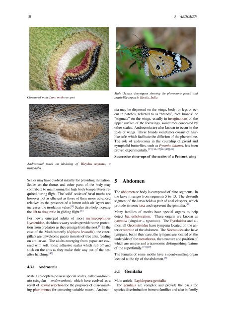 10 5 ABDOMEN Closeup