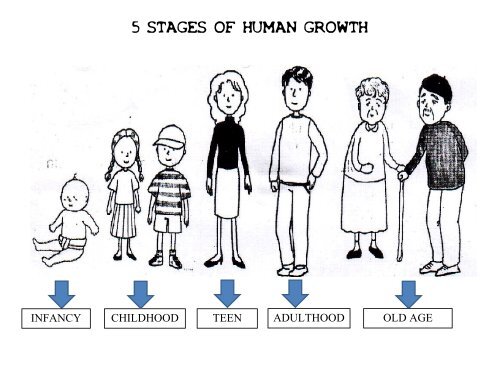 What Are The Different Stages Of Human Growth Design Talk