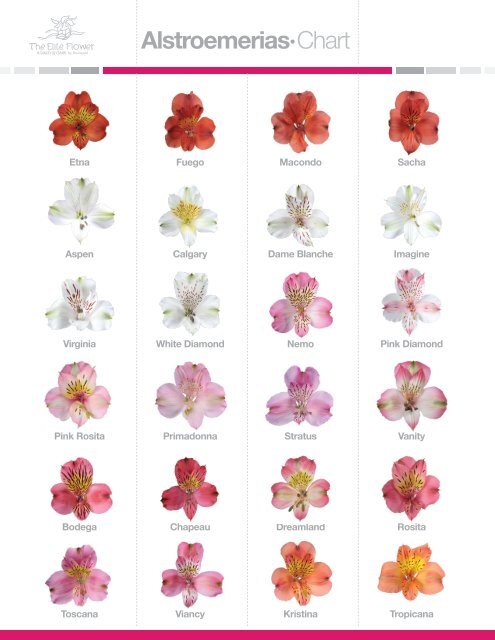 AlstroemeriasÂ· Chart - The Elite Flower