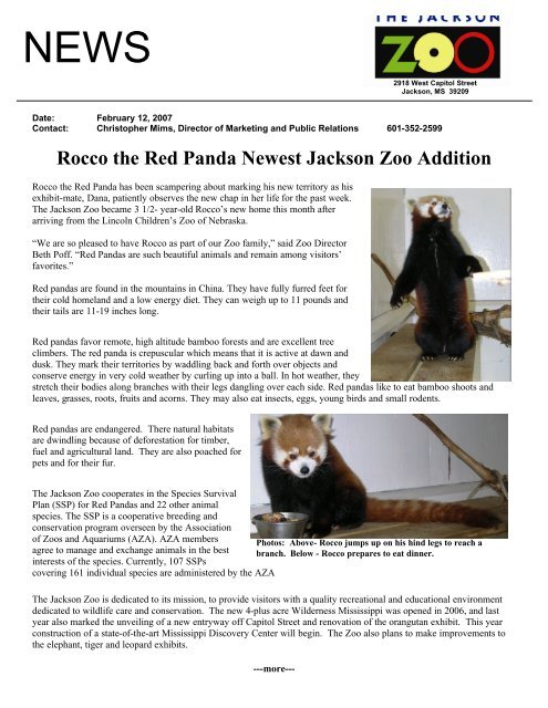 Rocco the Red Panda Newest Jackson Zoo Addition