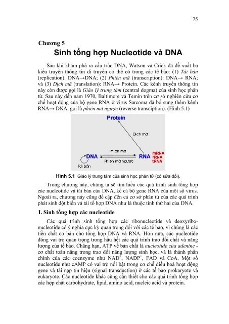 Sinh tổng hợp Nucleotide và DNA - trường thpt chuyên lê quý đôn