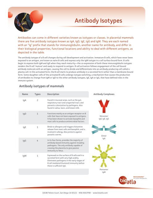 Antibody Isotypes - BioAtla
