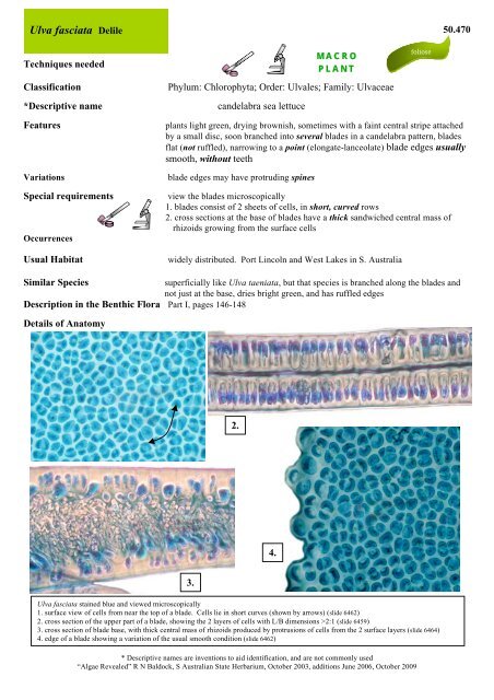 Ulva Microscope Slide