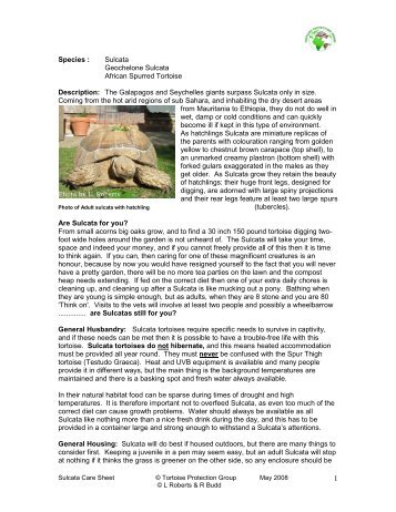 African Spur Thigh (Sulcata) Tortoise Care Sheet