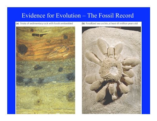 Evidence for Evolution – The Fossil Record