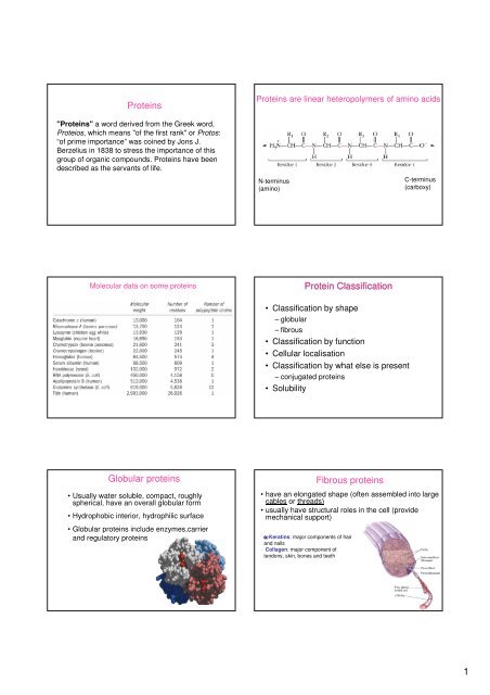 1 Proteins Protein Classification Globular proteins Fibrous proteins 1 Proteins Protein Classification Globular proteins Fibrous proteins