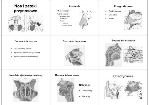 Nos i zatoki przynosowe: anatomia, badanie, krwawienie z nosa ...
