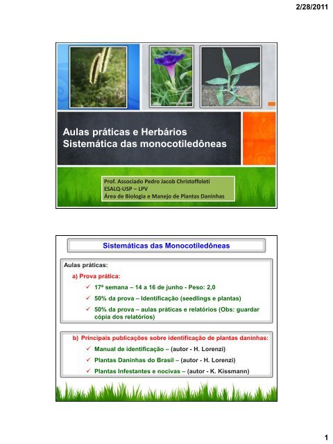 Exemplos De Monocotiledoneas Com Nomes Monocotiledôneas: O Que São,