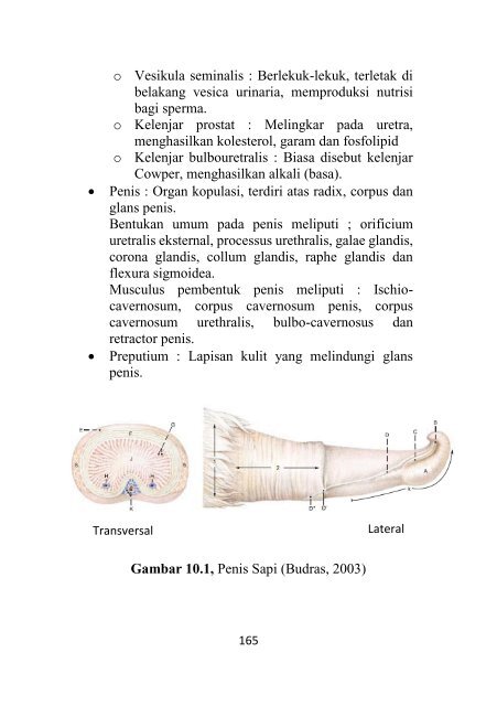 Genitalia Jantan SISTEM G