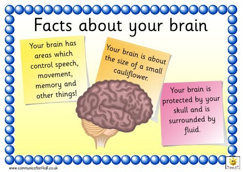 Facts about your brain