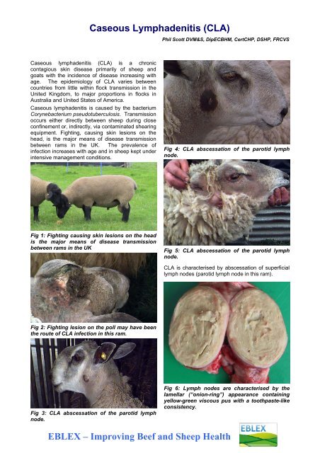 Caseous Lymphadenitis - Suffolk Sheep Society South East Branch