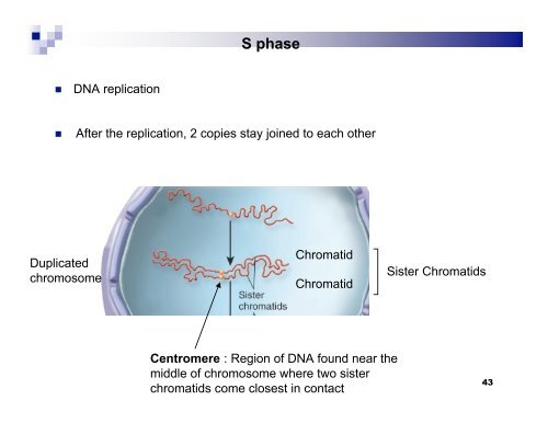 S phase DNA replication