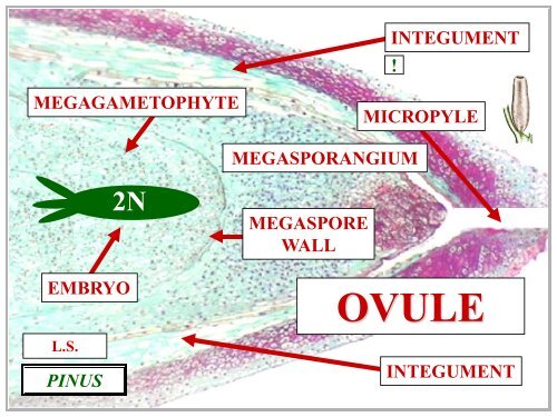 Pinus Ovule