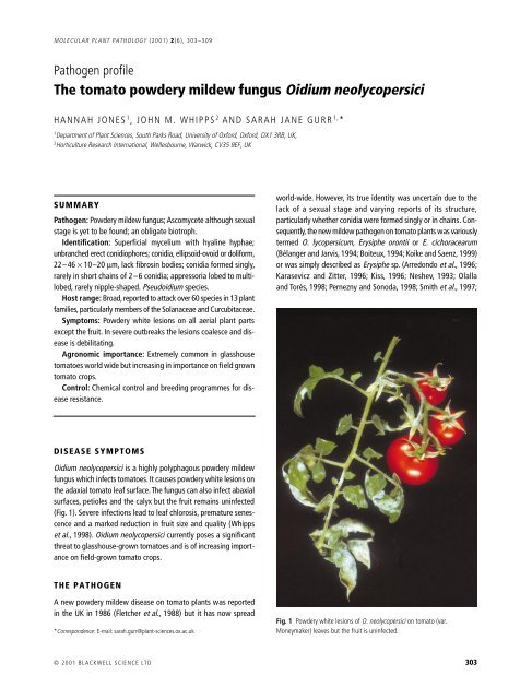 The tomato powdery mildew fungus Oidium neolycopersici