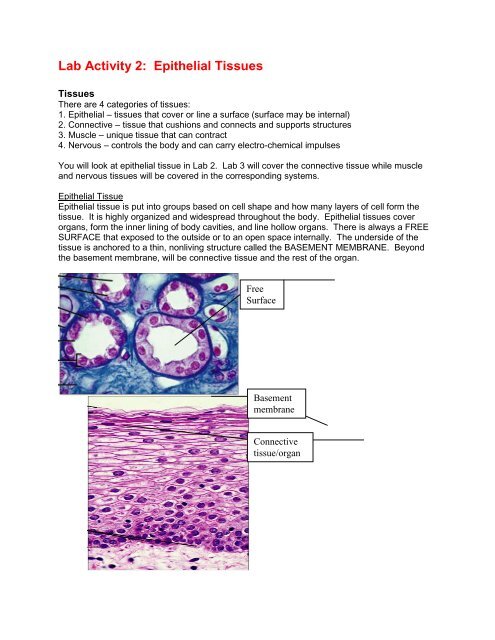 Lab Activity 2 Epithelial Tissues Lab Activity 2 Epithelial Tissues