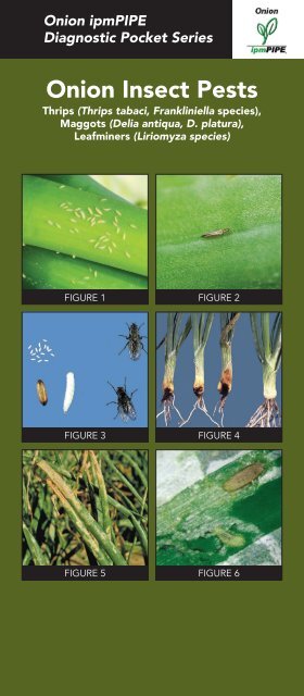 Onion Insect Pests