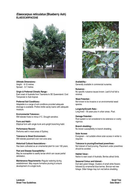 Elaeocarpus reticulatus (Blueberry Ash)