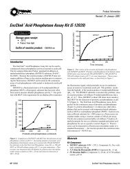 Amplex Red Monoamine Oxidase Assay Kit