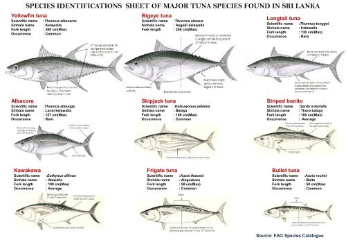 SPECIES IDENTIFICATIONS SHEET OF MAJOR TUNA SPECIES FOUND IN SRI LANKA