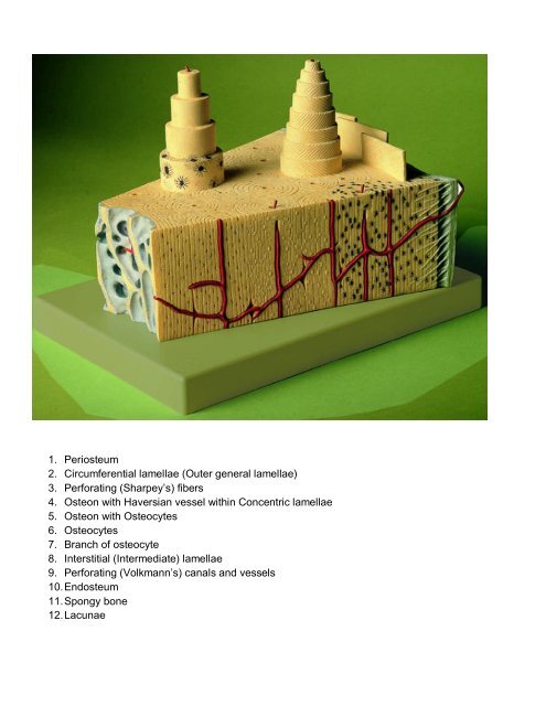 Interstitial Lamellae And Circumferential Lamellae