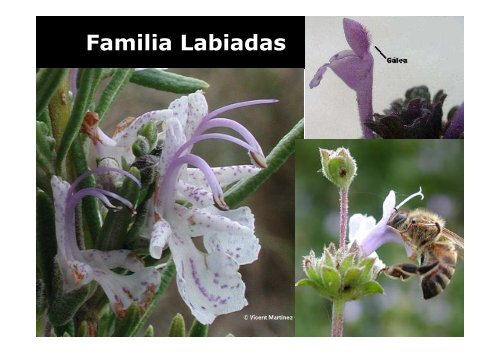Familia Labiadas