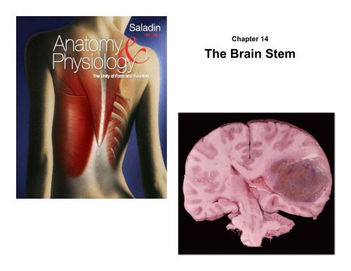 The Brain Stem