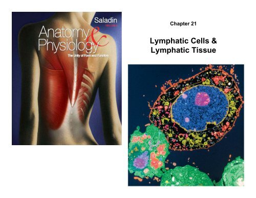 Lymphatic Cells & Lymphatic Tissue