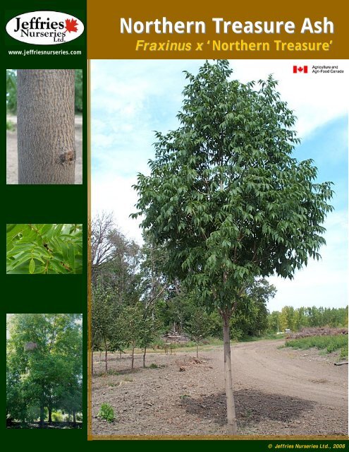 Northern Treasure Ash