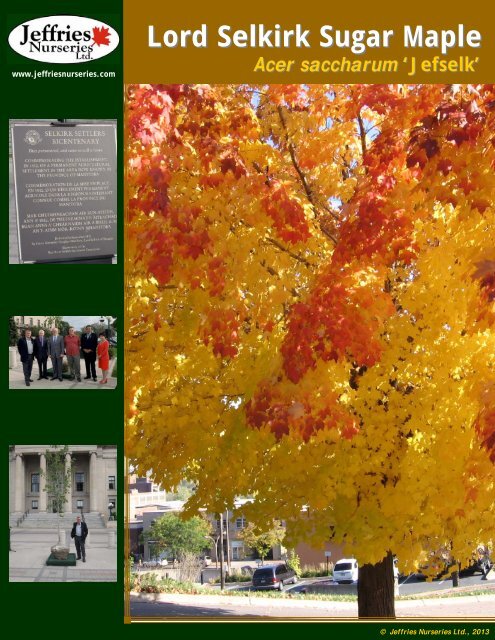 Lord Selkirk Sugar Maple