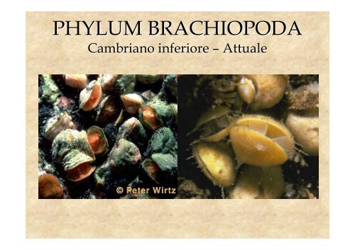 brachiopodi - Museo Paleontologico UNICAL