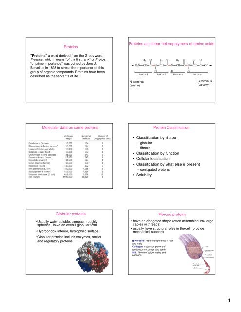 Proteins Proteins are linear heteropolymers of amino acids ...