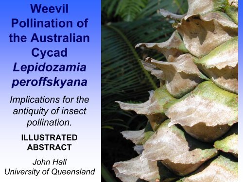 Pollination of the Australian Cycad Lepidozamia peroffskyana