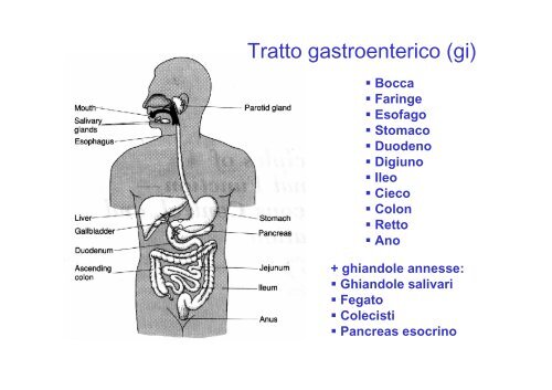 Tratto gastroenterico (gi