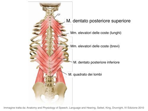 M. dentato posteriore sup
