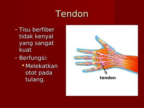 Ligamen – Ligamen adala