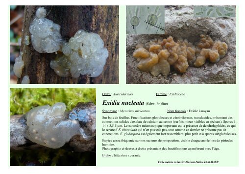 Exidia nucleata (Schw.:Fr.)Burt