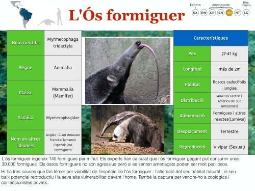Ós formiguer pigmeu Nom