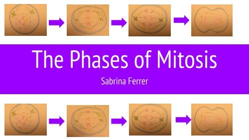 Mitosis Flip Book Printable
