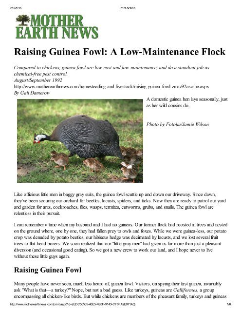 Raising Guinea Fowl