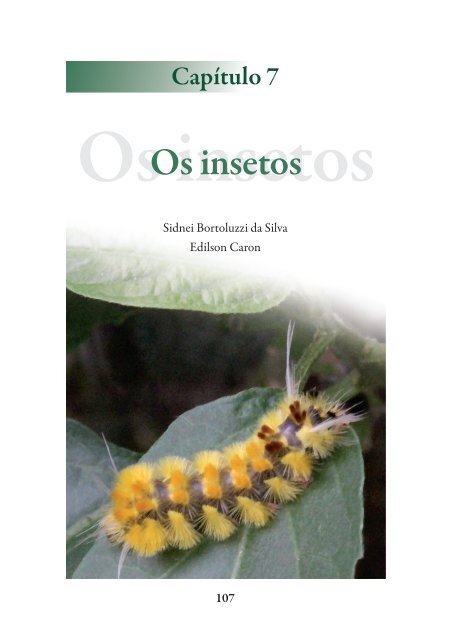Os insetos