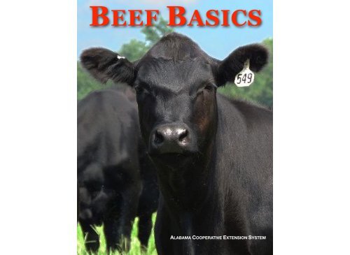 Beef Basics