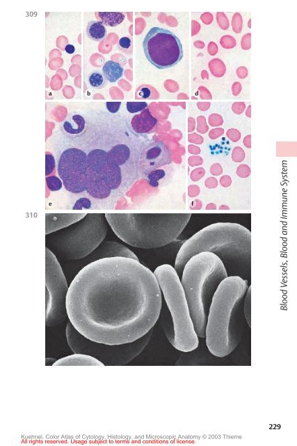 Blood Vessels, Blood