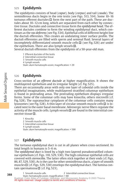 525 Epididymis The epidid