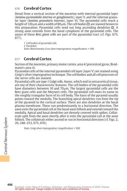 676 Cerebral Cortex Detai