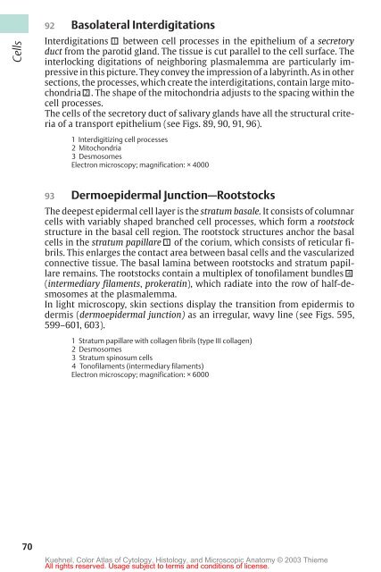 Cells 92 Basolateral Inte