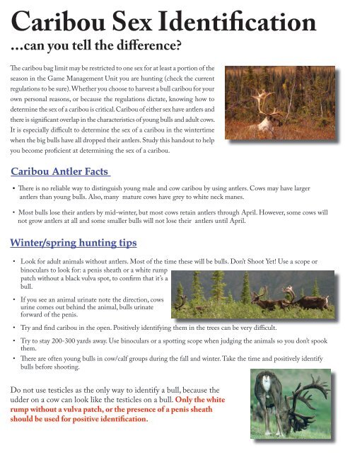 Caribou Sex Identification