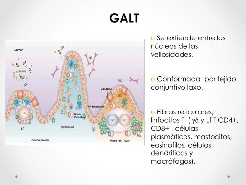 GALT o Se extiende entre