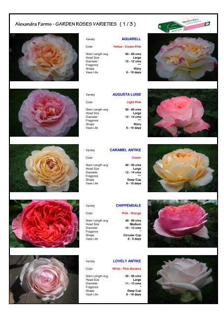 Mythos Garden Roses | Fasci Garden