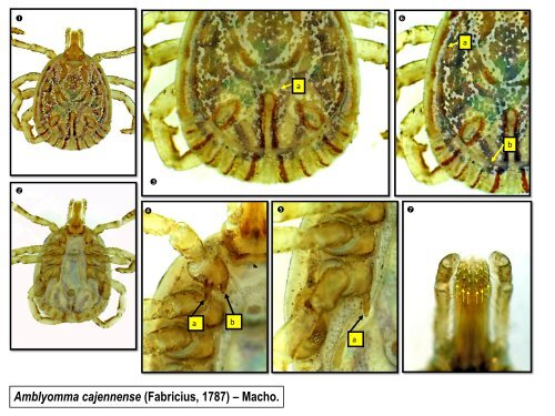 Amblyomma cajennense