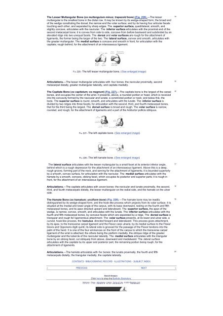 The Lesser Multangular Bo